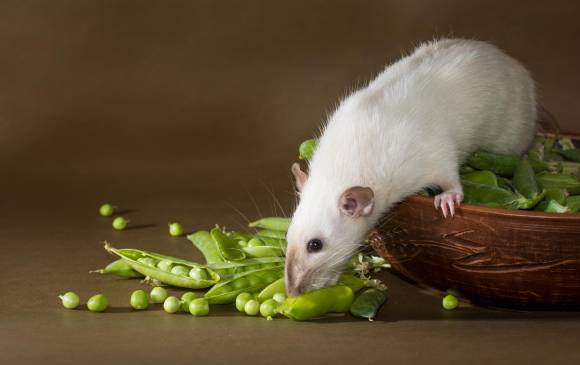 ¿Se atrevería a comer ratón? Hay quienes sí