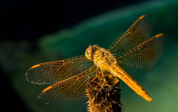 ¡Récord! Una libélula voló 6.000 kilómetros