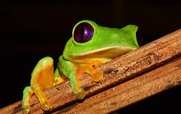 Investigadores del CES hallan rana con propiedades antibióticas