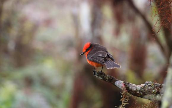 Nacen en las islas Galápagos seis pichones de pájaro brujo, en peligro ...