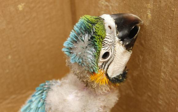 Zoológico Santa Fe es la guardería de 14 pichones de guacamaya