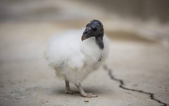 Un rey gallinazo nació en el zoológico Santa Fe