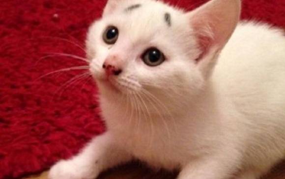 Gary, el “Gatito preocupado” que es furor en redes
