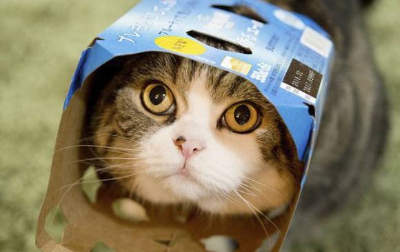 ¿Por qué nos fascinan los gatos en Internet?