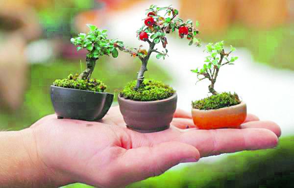 Los secretos de las “matas bonitas” están en la Web