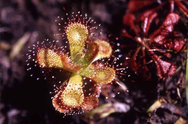 Las plantas terrestres más raras del mundo están en peligro