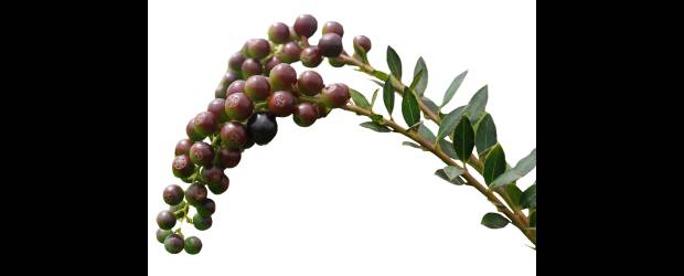 Mortiño es oro que florece silvestre