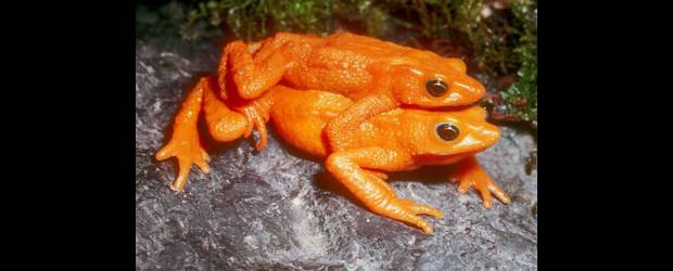 Sapo paisa entre los 10 más buscados