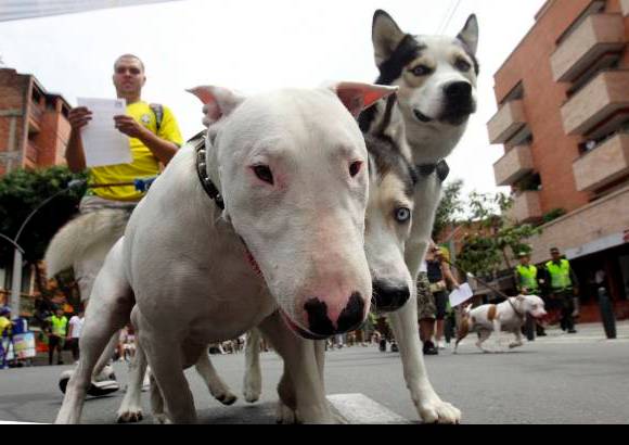 Perros "bravos" marcharon en Medellín