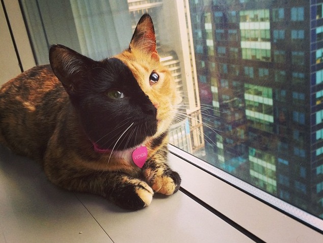 Gatos son vedettes de Instagram