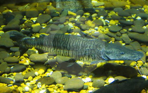 Tan bagre como una mula