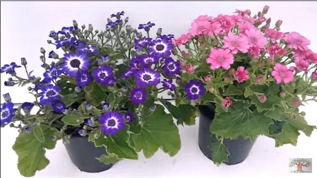 Los secretos de las “matas bonitas” están en la Web