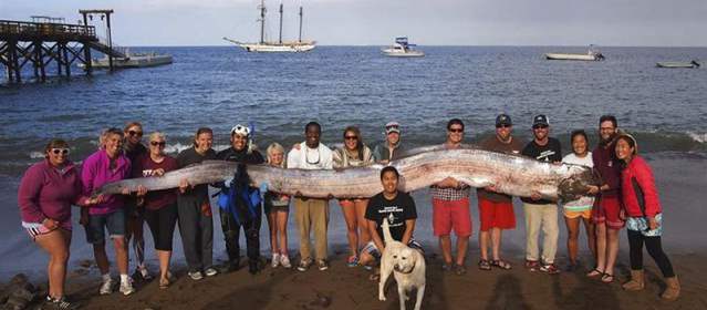 Descubren extraño pez gigante de más de 5 metros frente a costas de ...