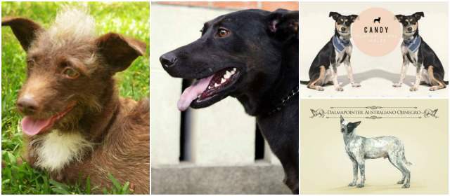 Razas criollas lucen su elegancia