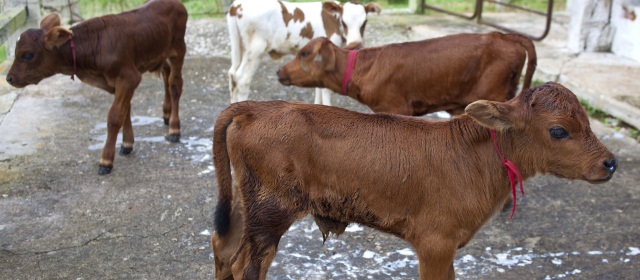 Vaca cubana tuvo un ternero hermafrodita