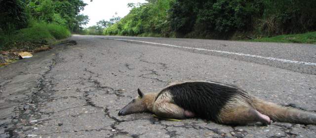 La tristeza que produce un animal atropellado