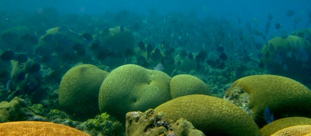 Nicaragua pedirá a Unesco le confirme como suya parte de la biosfera ...