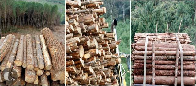 Reforestación recupera tierra asolada por minería