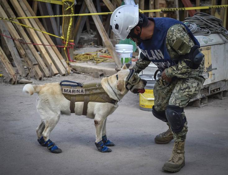 Frida, la perra rescatista héroe del terremoto en México