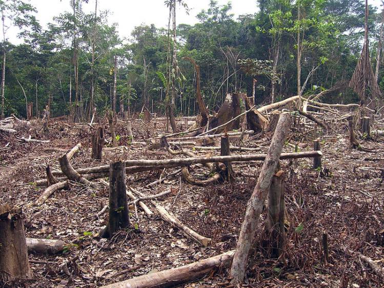 El mundo invierte 38 veces más en talar la selva que en conservarla