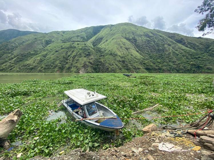 90 hectáreas de buchón cubren el embalse de Hidroituango
