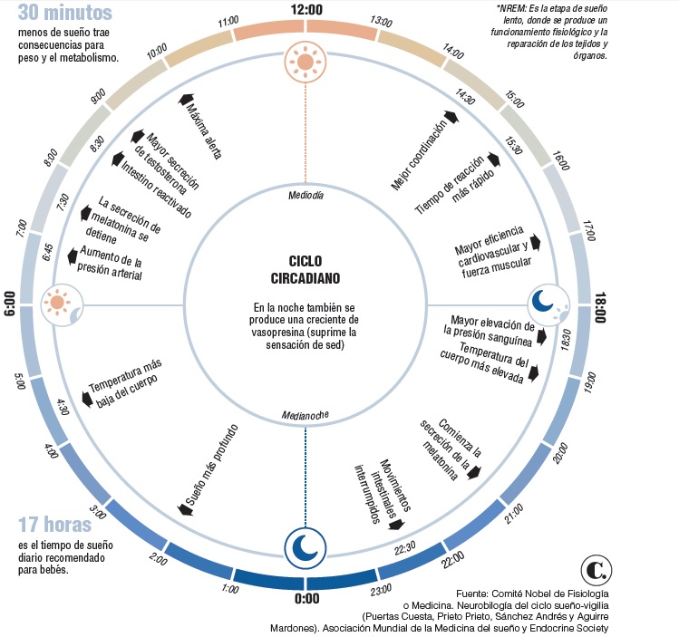 El reloj biológico podría dar pistas para combatir el cáncer