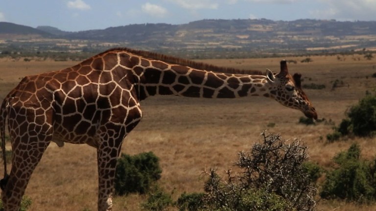 Jirafas se encuentran en peligro de extinción