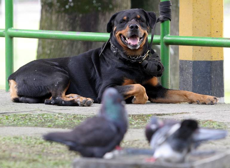 Van 30 ataques de perros en Medellín en 2018