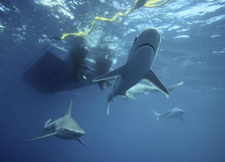 Así es una excursión de buceo con tiburones en Hawái
