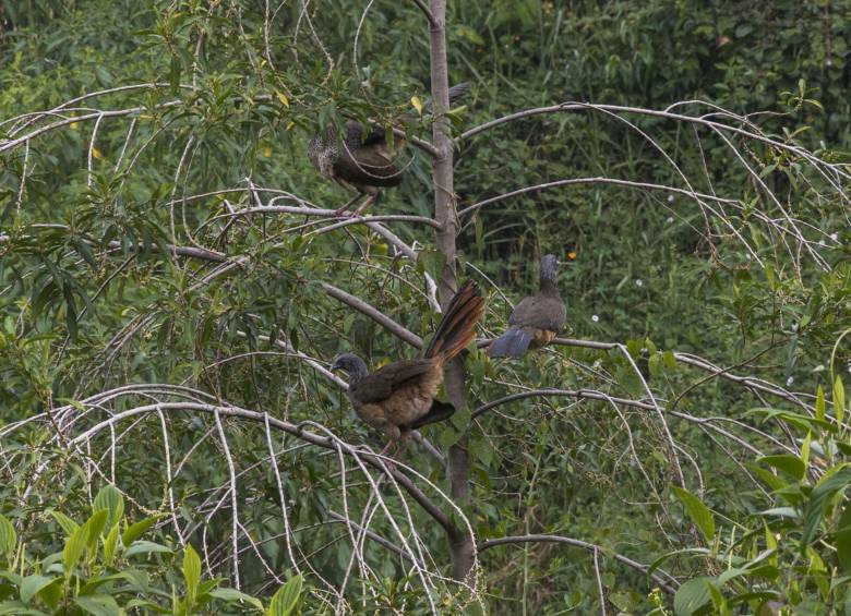 La Heliodora y humedal Trianón, candidatos a áreas protegidas