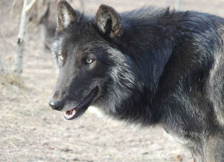 El deseo cumplido de ver al lobo Ámarok en sus días más felices