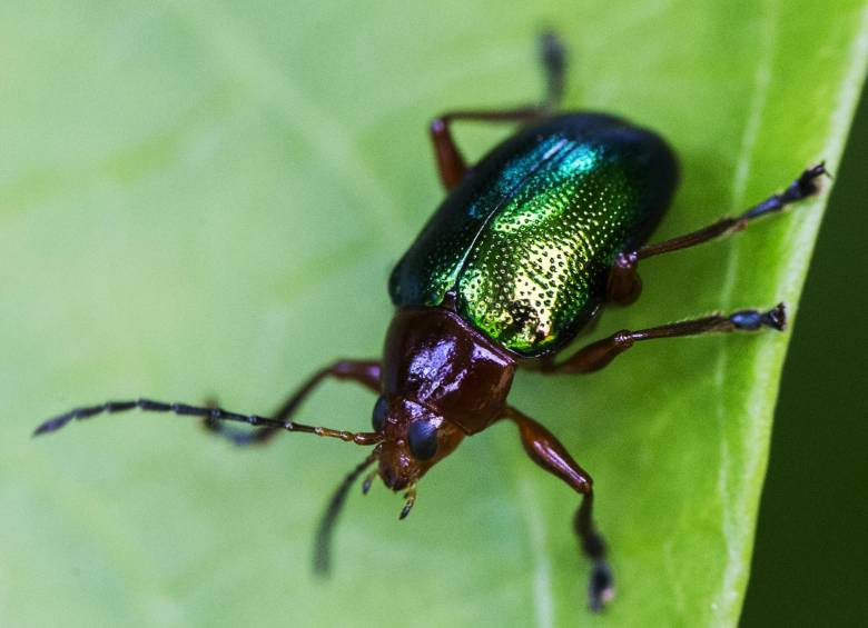 Por usos agrícolas se reducen hasta 80 % los insectos