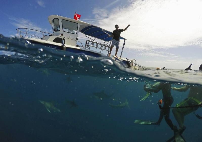 Así es una excursión de buceo con tiburones en Hawái