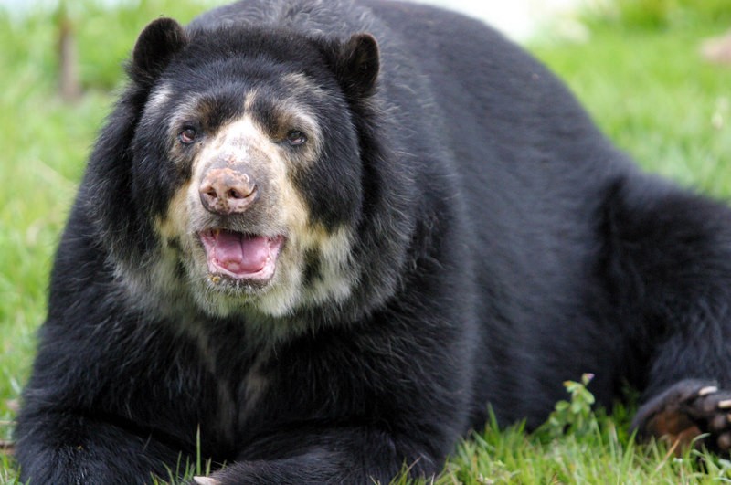 Día para el oso de anteojos, icono nacional