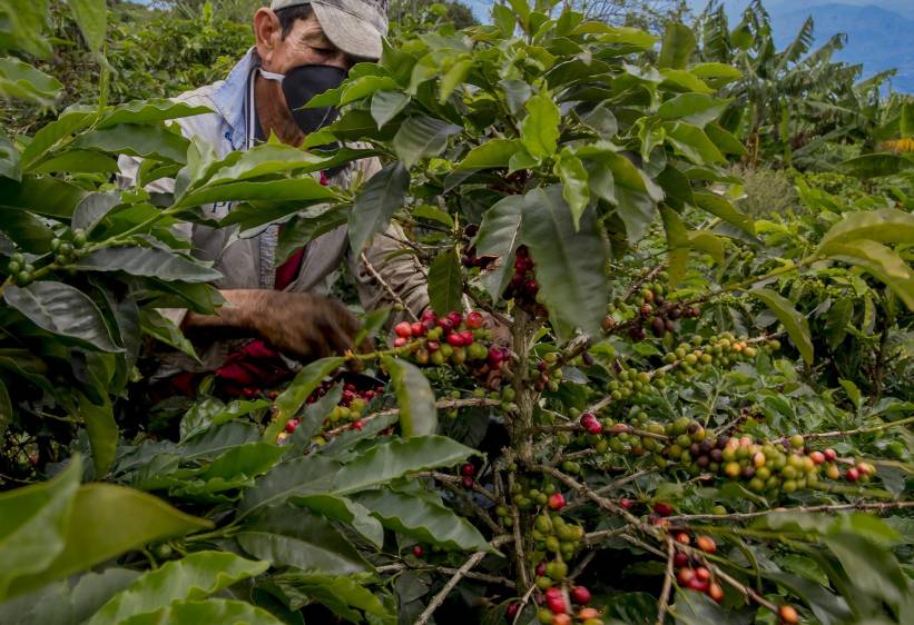 Los cafeteros ganan el 2020 y trazan ruta para 10 años