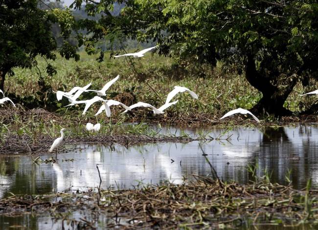 Ciénagas en Nechí y Caucasia declaradas áreas protegidas