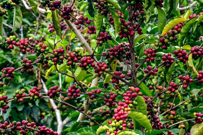 El exótico y lujoso café geisha panameño