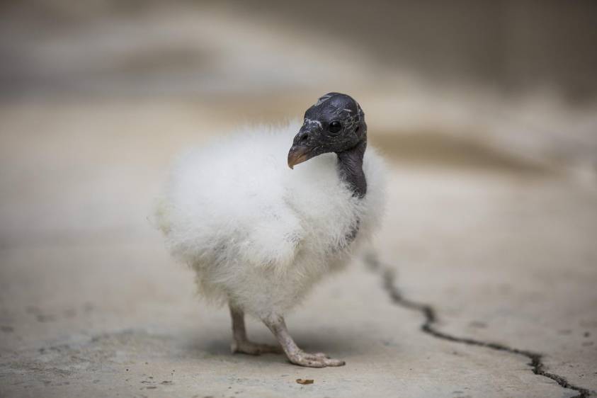 Un rey gallinazo nació en el zoológico Santa Fe