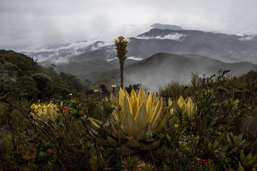Páramos colombianos, en la mira del mundo