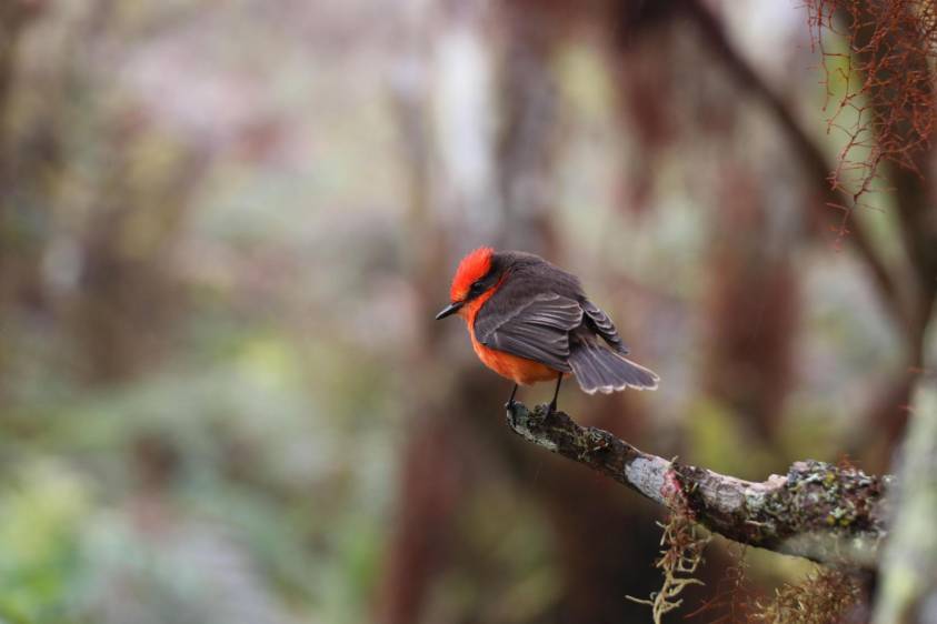 Nacen en las islas Galápagos seis pichones de pájaro brujo, en peligro ...