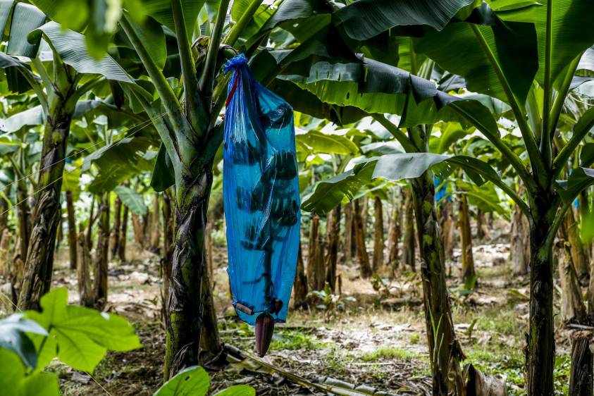 Explican reapertura de finca bananera cerrada por la covid-19