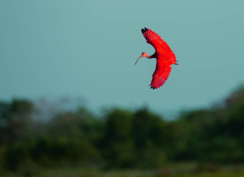 Aves del Casanare en la lente de Murray Cooper