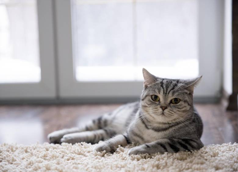 ¿Adoptar un gato con sida o leucemia? Sí se puede