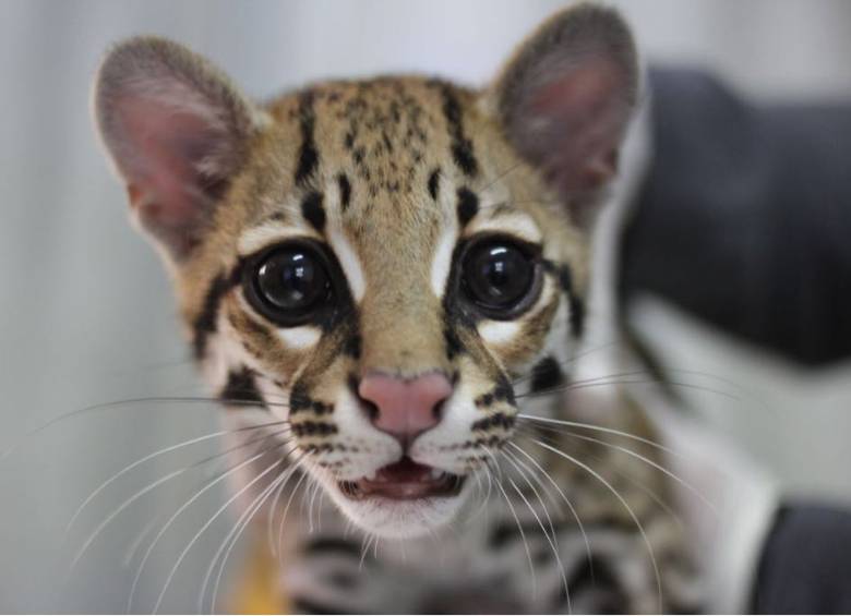 Así está el tigrillo rescatado en un centro comercial de El Poblado