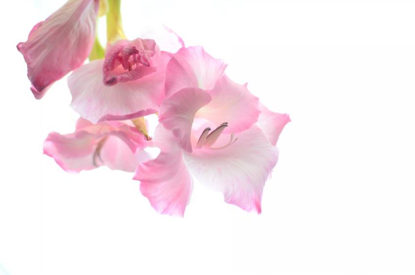 ¿Qué dice la forma y el color del popó sobre su salud?