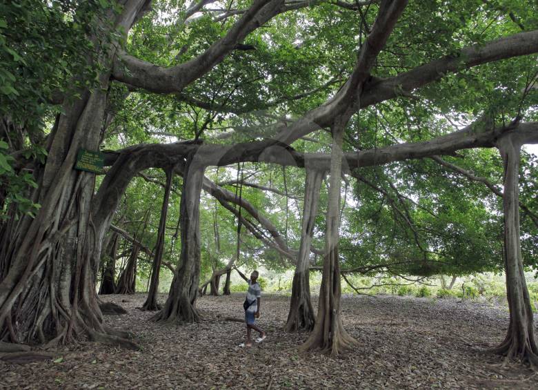 Con 5776, Colombia el segundo país con más especies de árboles