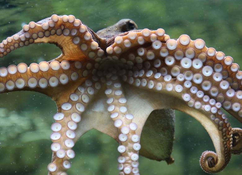 Esta hembra crió 10.000 pulpitos de una tacada