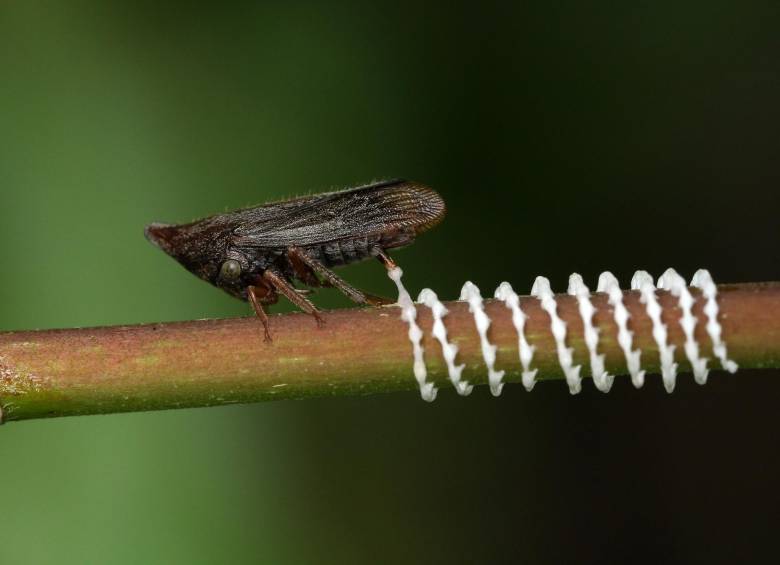Los curiosos nombres que les ponen a los insectos