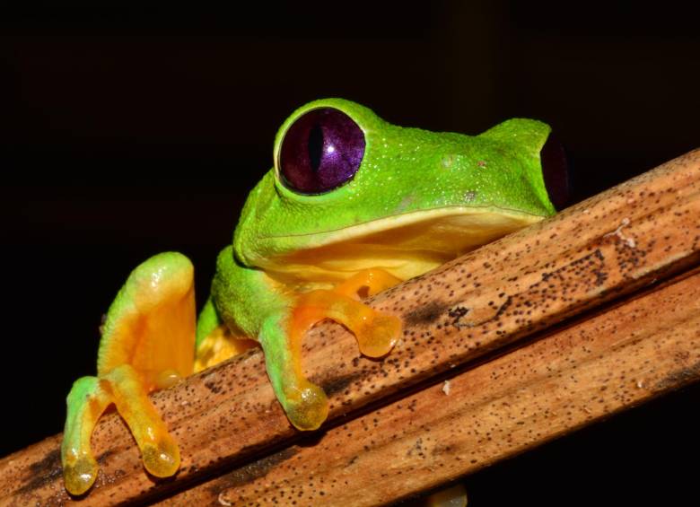 Antioqueños hallan propiedades antibióticas en ranas colombianas