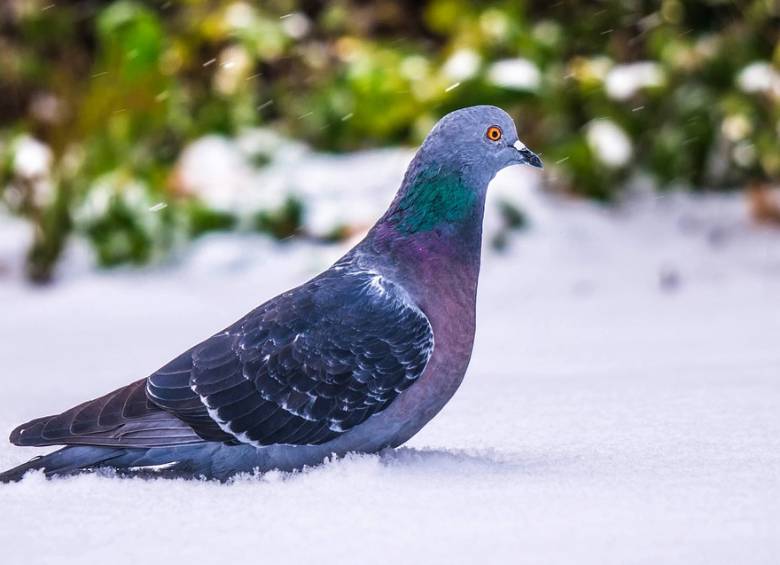 Las palomas, mejor en multitareas que los humanos